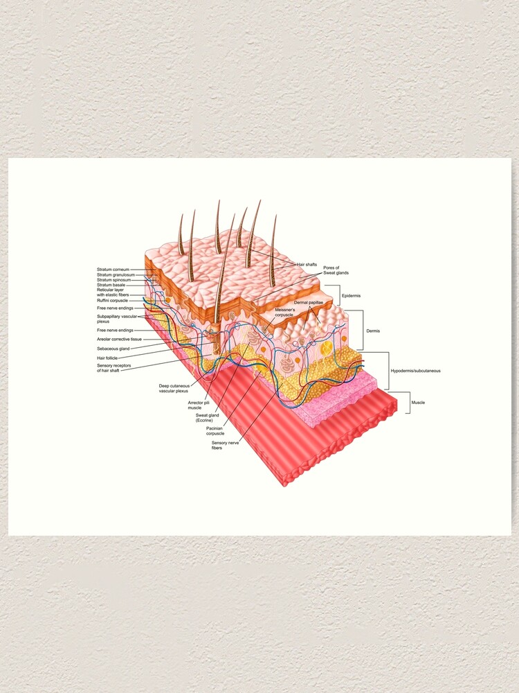 Lámina artística «Anatomía de la piel humana.» de StocktrekImages ...