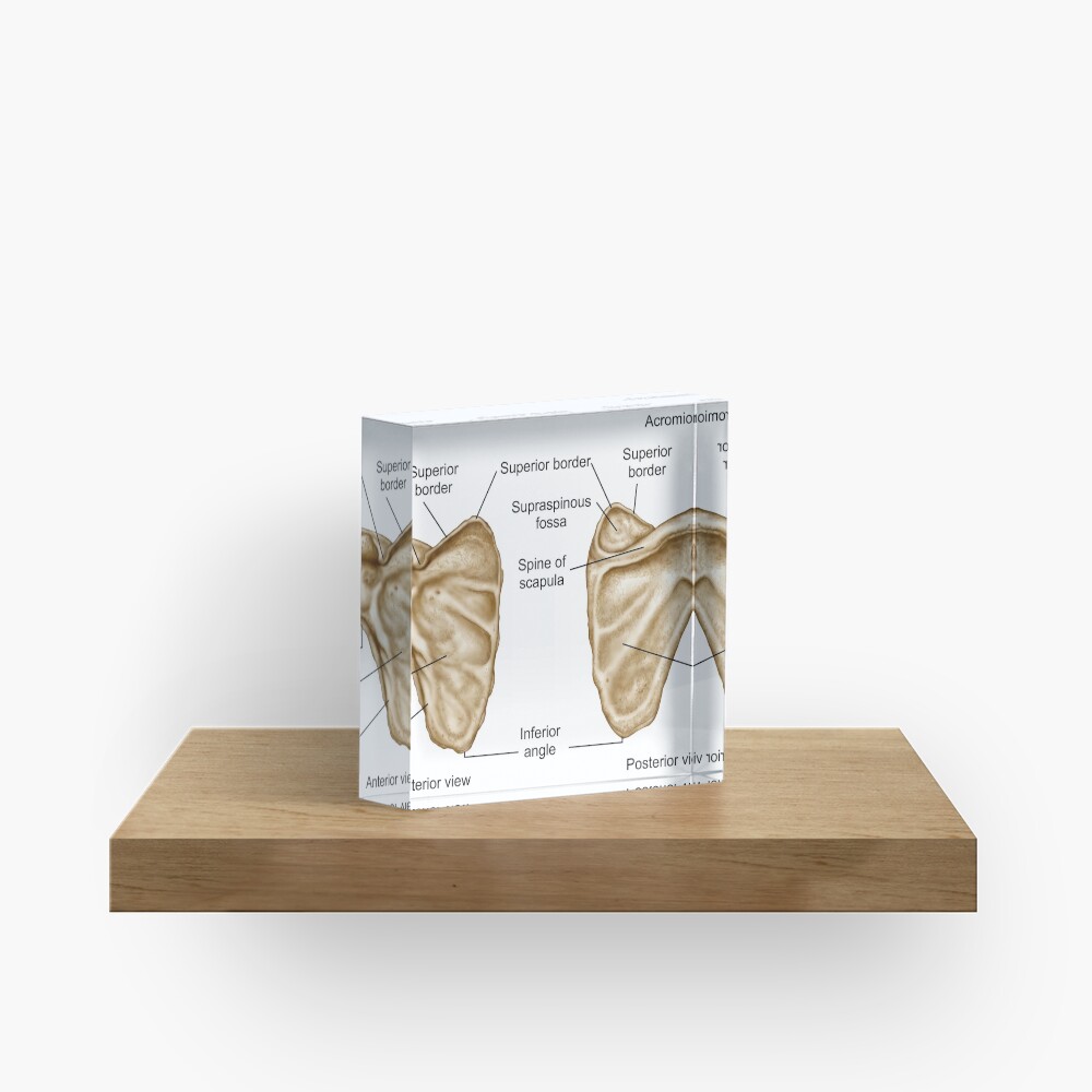 "STK700246H-Medical illustration of human scapula bone." Poster for ...