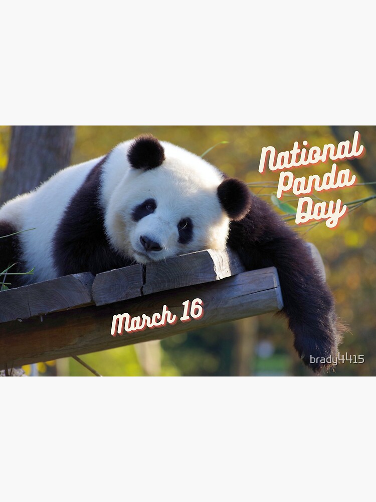 "National Panda Day March 16" Sticker by brady4415 | Redbubble