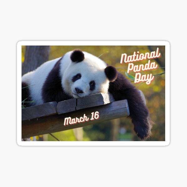 "National Panda Day March 16" Sticker by brady4415 | Redbubble