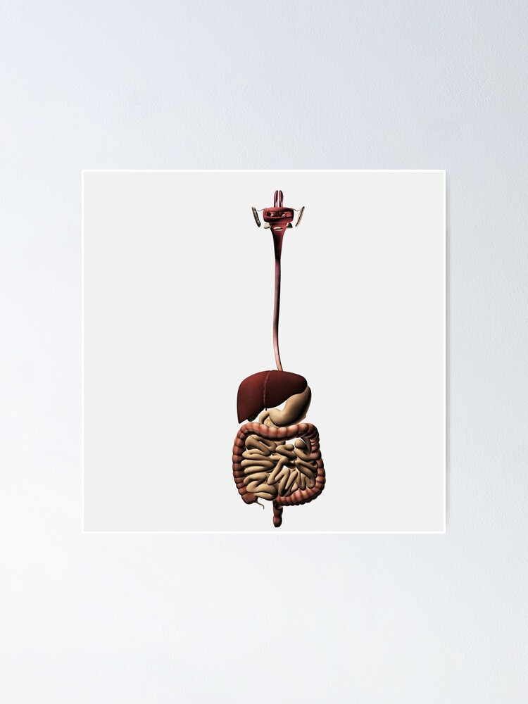 "Medical illustration of the human digestive system." Poster for Sale ...