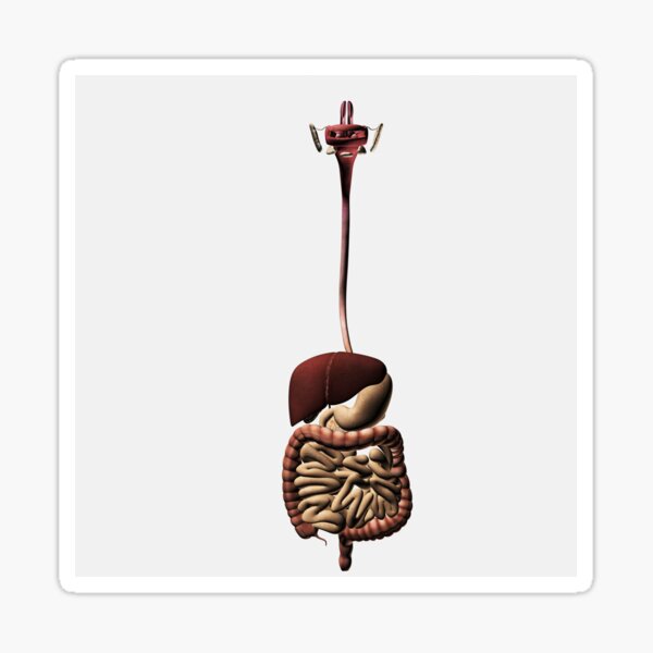 "Medical illustration of the human digestive system." Sticker for Sale ...