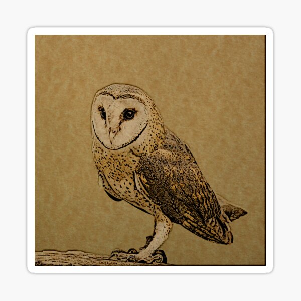 "Barn Owl Line Art" Sticker by ClownFishArts | Redbubble