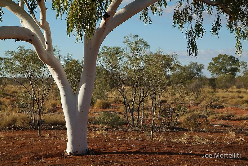 "Ghost Gum,Outback Australia,N.T." by Joe Mortelliti | Redbubble