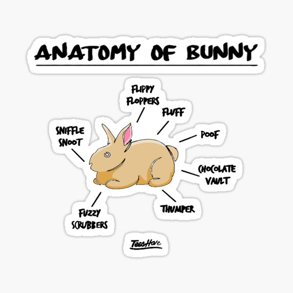 "Anatomy of a Bunny Gifts for Bunny Lovers Funny Rabbit Gifts T-Shirt ...