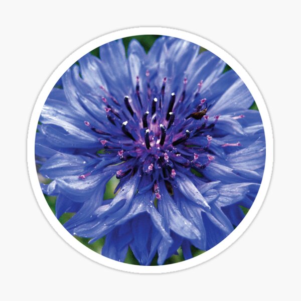 "hurtsickle , Corner Flower" Sticker for Sale by smileystore01 | Redbubble