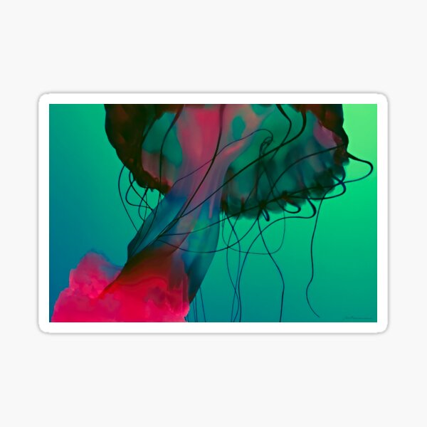 "Cnidaria Jellyfish Photograph" Sticker by JimPlaxco | Redbubble
