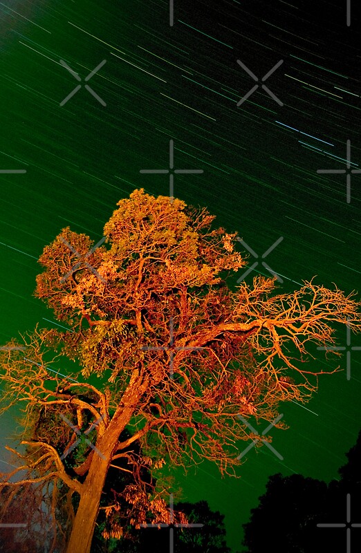"grampian tree" by Michael Efford | Redbubble