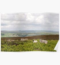 Swaledale Sheep: Gifts & Merchandise | Redbubble