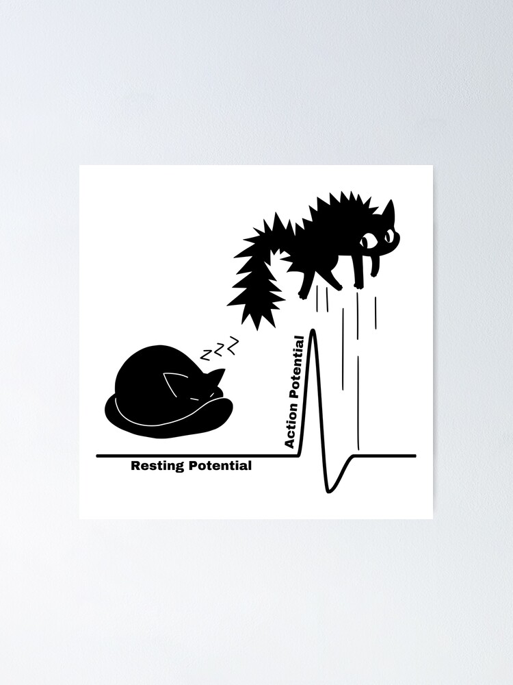 "Resting Potential to Action Potential – All or None – Funny Science ...
