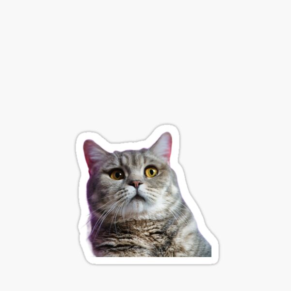 "Shocked Cat Face " Sticker by NandoLee | Redbubble
