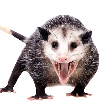 "Possum Screaming" Sticker for Sale by makayla826 | Redbubble