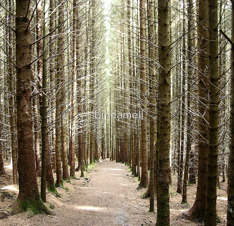 "Forest on the Isle of Skye" by Lindamell | Redbubble
