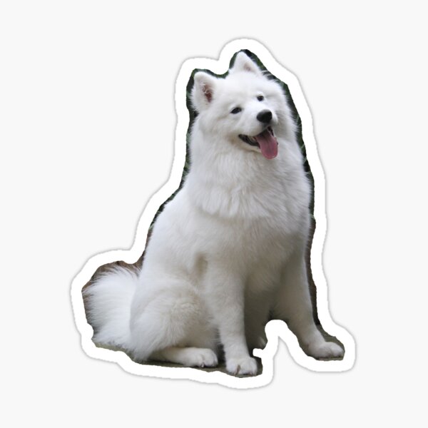 "Samoyed Sticker and More (cloudthesamoyed)" Sticker by protectedtower ...
