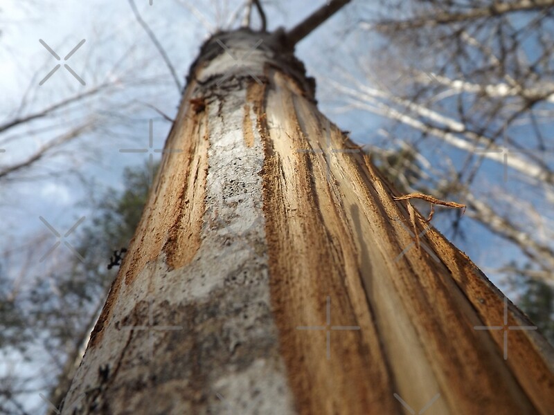 "Moose Maple" by Kathryn Shaw - Wildflies | Redbubble