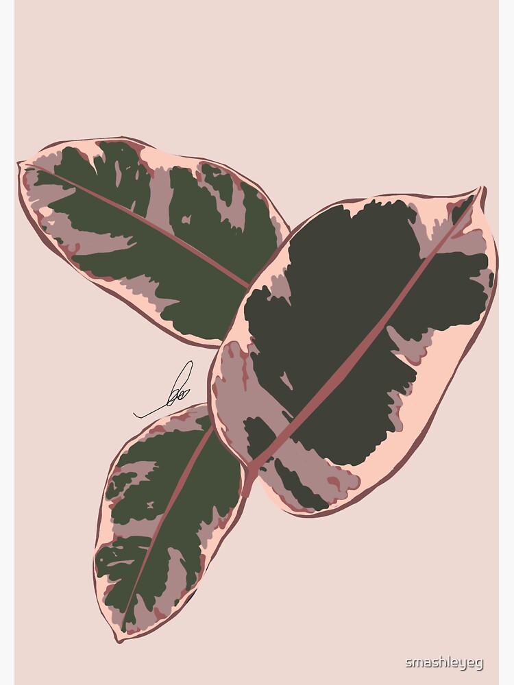 "Ruby Rubber Tree" Sticker for Sale by smashleyeg | Redbubble