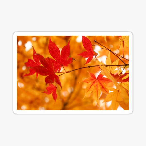 "Momiji" Sticker by TTAN | Redbubble