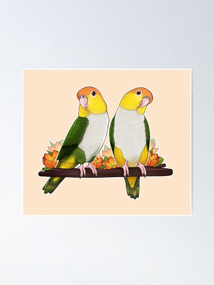 "Cute Caique Parrots" Poster for Sale by meruesan | Redbubble