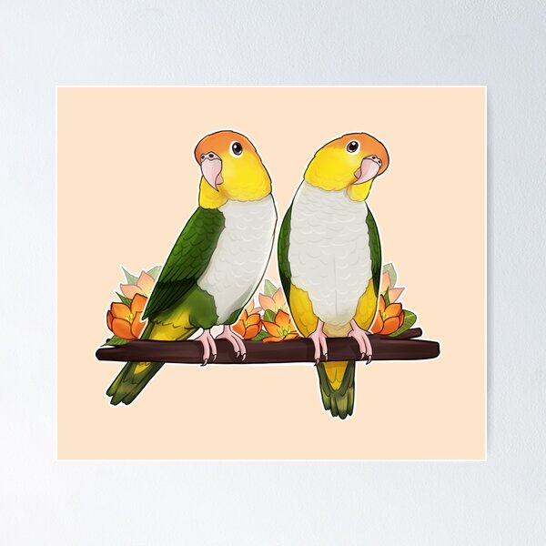 "Cute Caique Parrots" Poster for Sale by meruesan | Redbubble