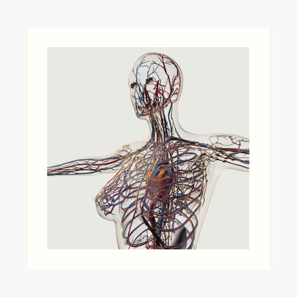 "Medical illustration of arteries, veins and lymphatic system in female ...
