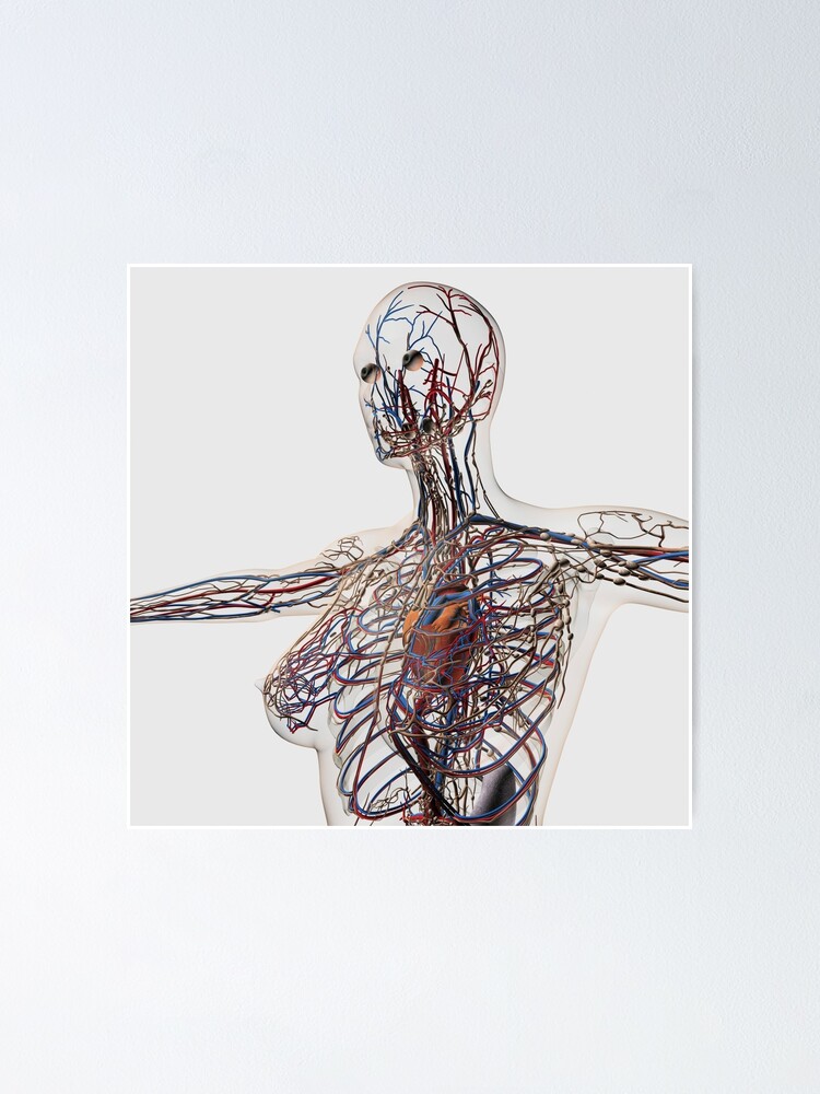 "Medical illustration of arteries, veins and lymphatic system in female ...