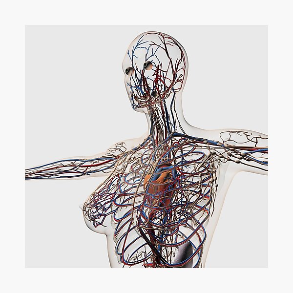 "Medical illustration of arteries, veins and lymphatic system in female ...