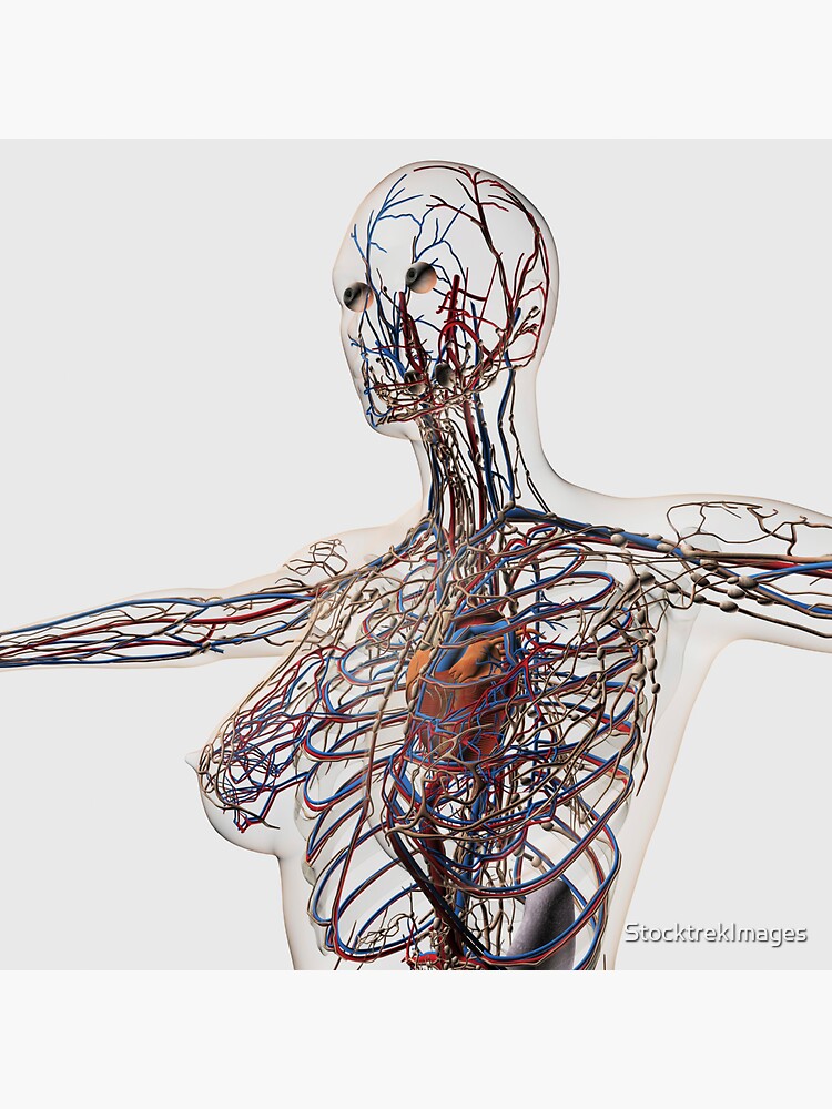 Pegatina «Ilustración médica de arterias, venas y sistema linfático en ...