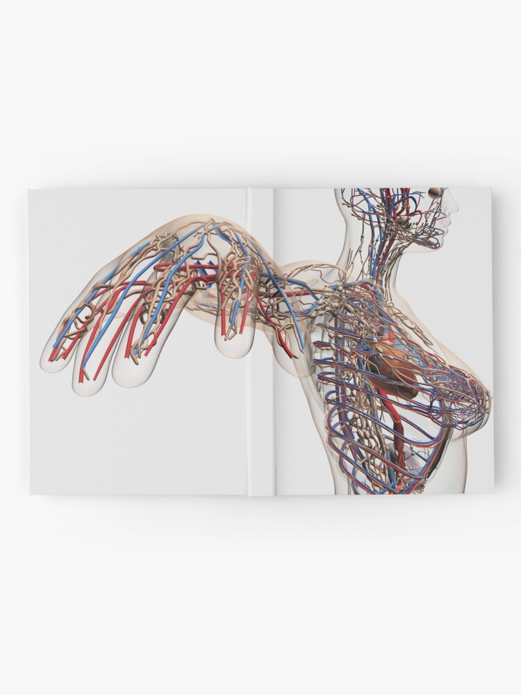 Cuaderno de tapa dura «Ilustración médica de arterias, venas y sistema ...
