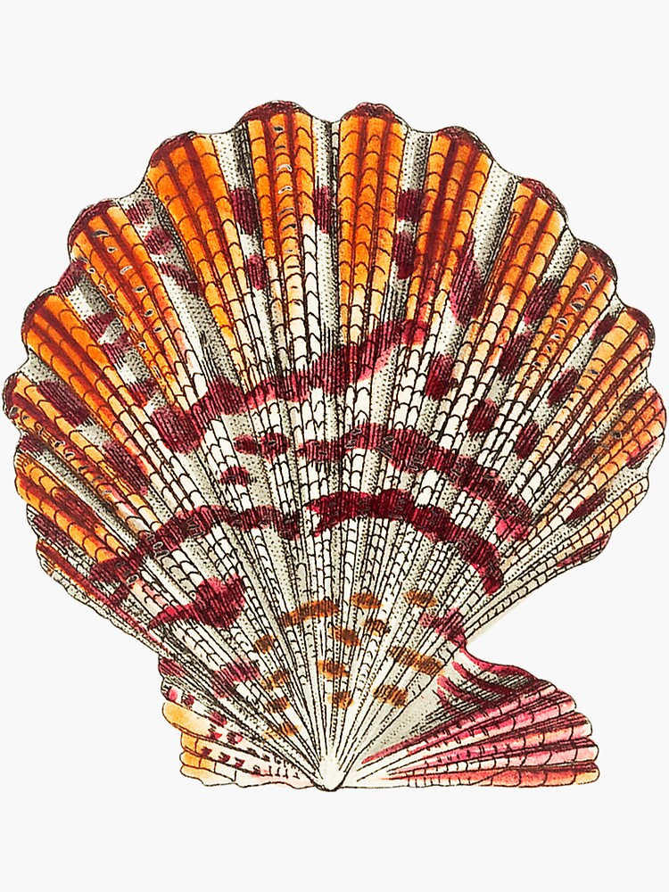 "Scallop Shell" Sticker by FeeLnLivE | Redbubble