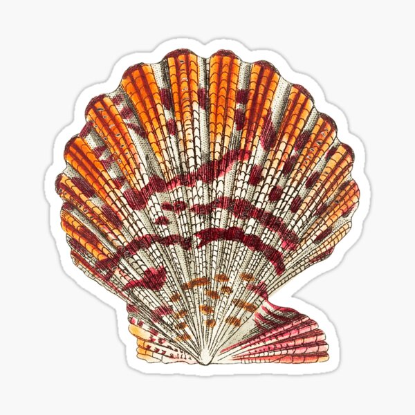 "Scallop Shell" Sticker by FeeLnLivE | Redbubble