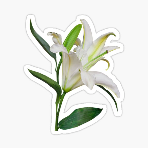 "white calla Lily flower " Sticker by Cristina02 | Redbubble
