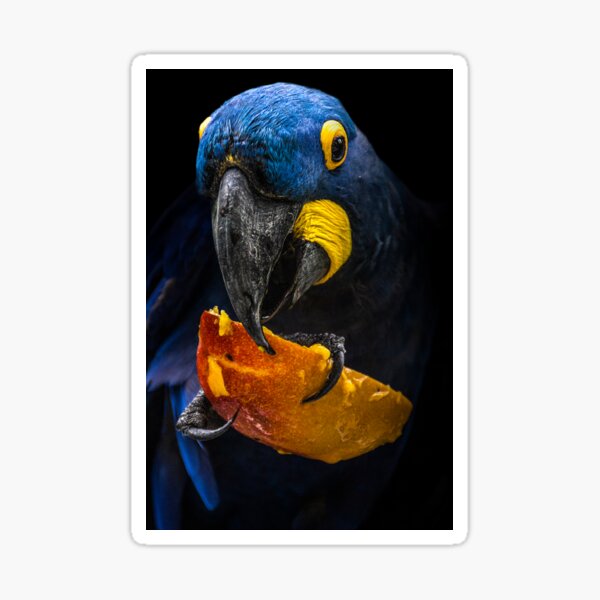 "Blue Hyacinth Macaw Portrait" Sticker by Davamandine | Redbubble