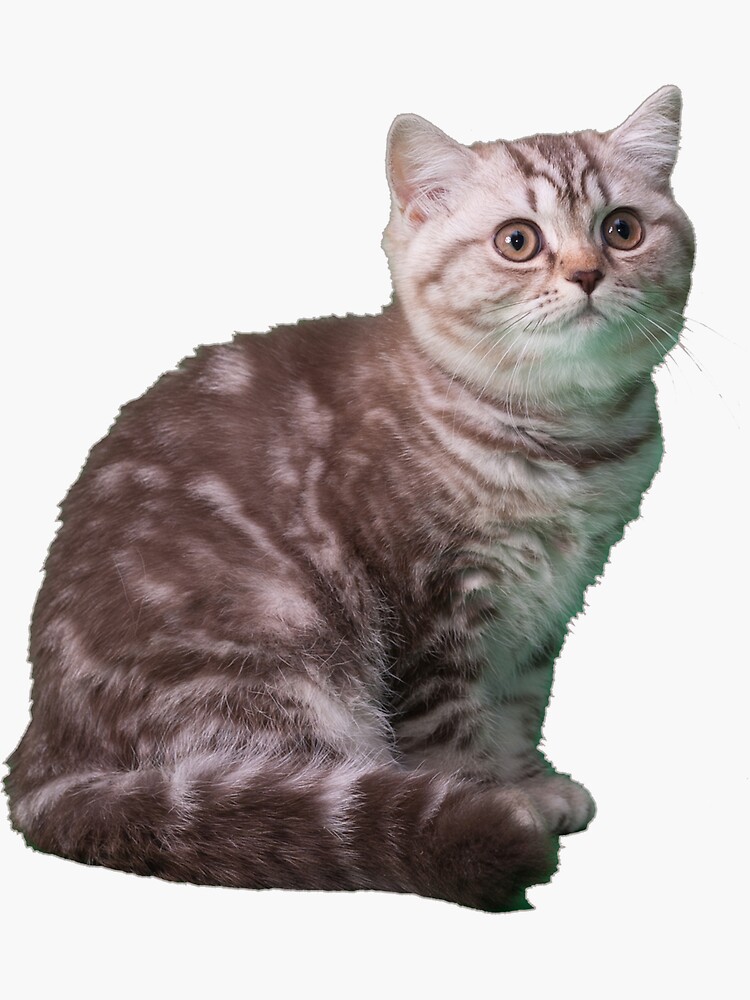 "Cat Kidston Dont Touch My Cat" Sticker by OnlyForYouNow | Redbubble