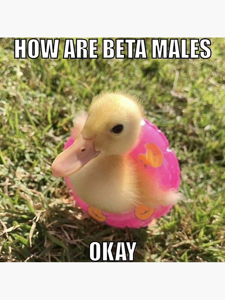 "BETA MALES" Sticker by aimemes | Redbubble