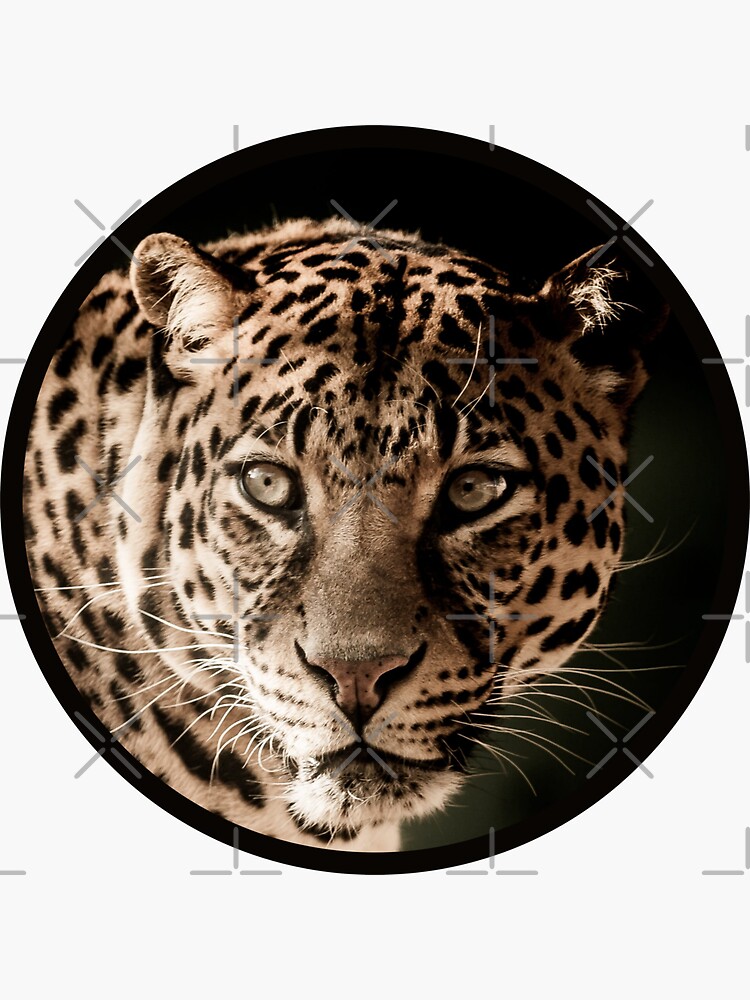"stealthy leopard" Sticker by BethelindaShop | Redbubble
