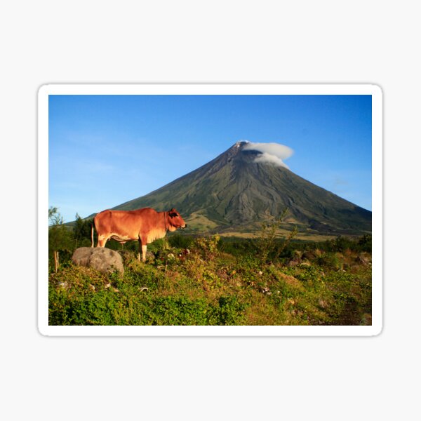 "Cow with Mayon Volcano background " Sticker for Sale by Pabalonshop ...