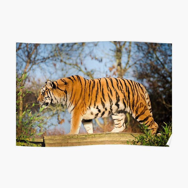 "Sumatran Tiger" Poster for Sale by JEZ22 | Redbubble