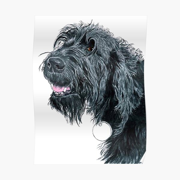 "Smiling Labradoodle" Poster by Skosty75 | Redbubble