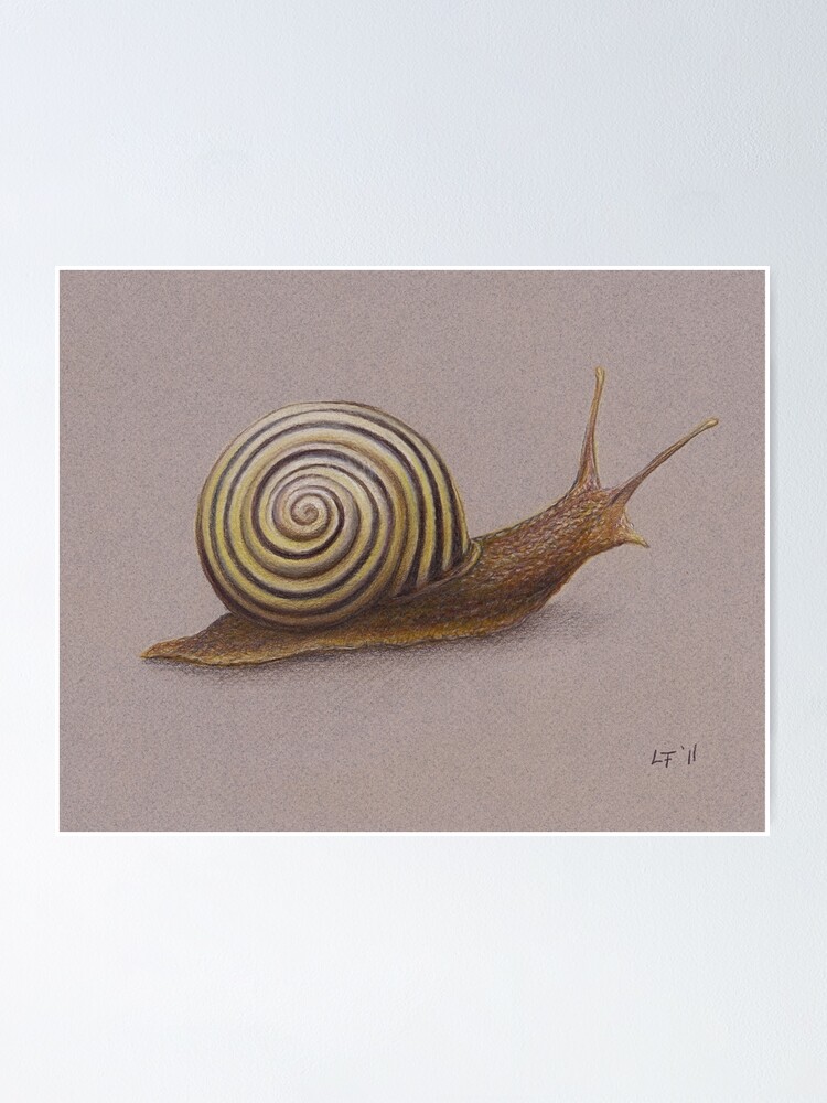 "The Snail" Poster by LFurtwaengler | Redbubble