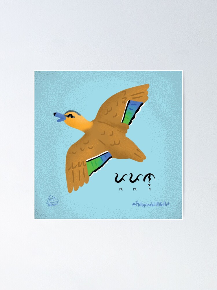"Philippine Duck or Papan in Filipino and Baybayin, Anas luzonica ...