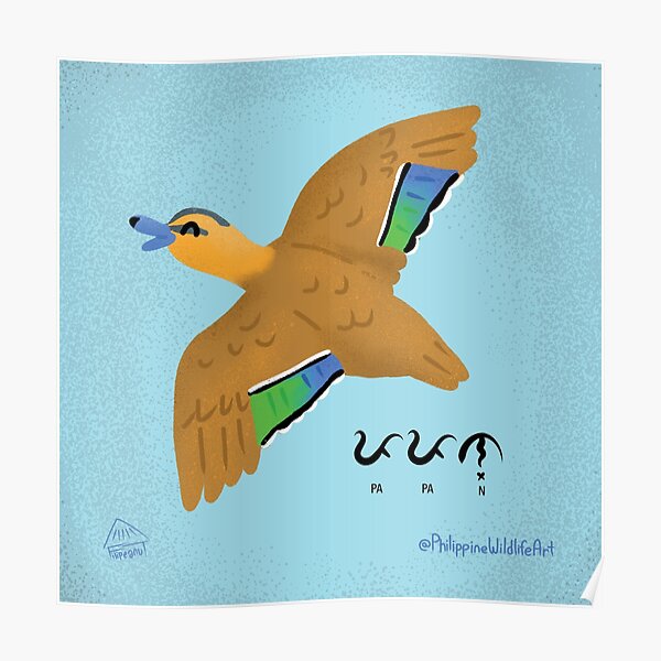 "Philippine Duck or Papan in Filipino and Baybayin, Anas luzonica ...