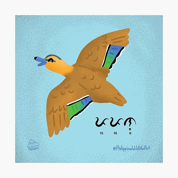 Lámina fotográfica «Pato filipino o Papan en filipino y Baybayin, Anas ...