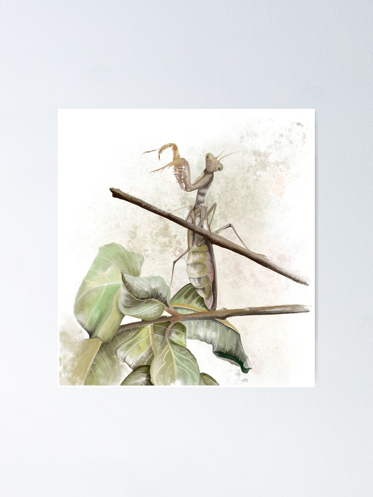 "Praying Mantis~Watercolor " Poster for Sale by Moniquesuniques | Redbubble
