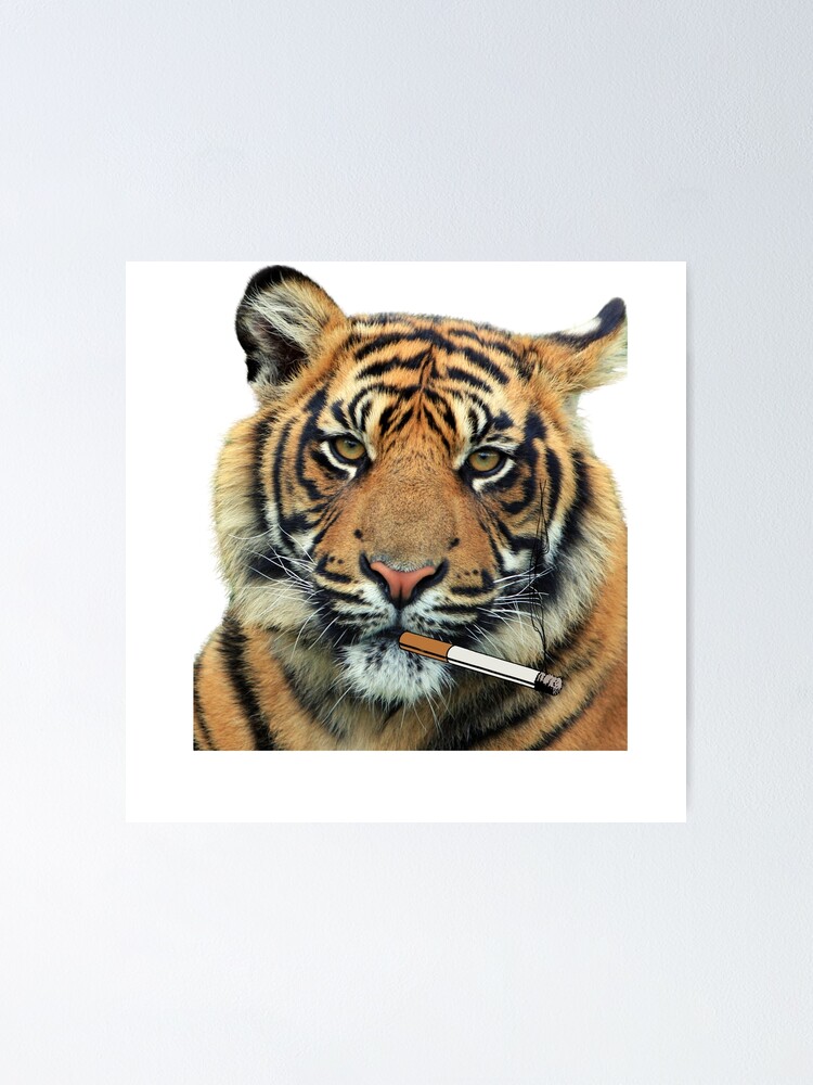 "tiger smoking cigarette" Poster for Sale by braveexperience | Redbubble