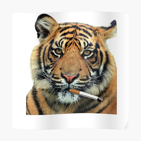 "tiger smoking cigarette" Poster for Sale by braveexperience | Redbubble