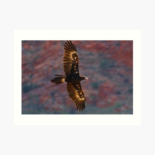 Wedgetail Eagle Art Prints | Redbubble