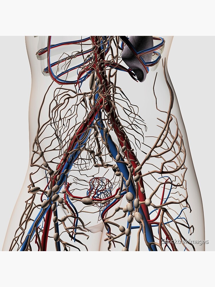 "Medical illustration of arteries, veins and lymphatic system in female ...