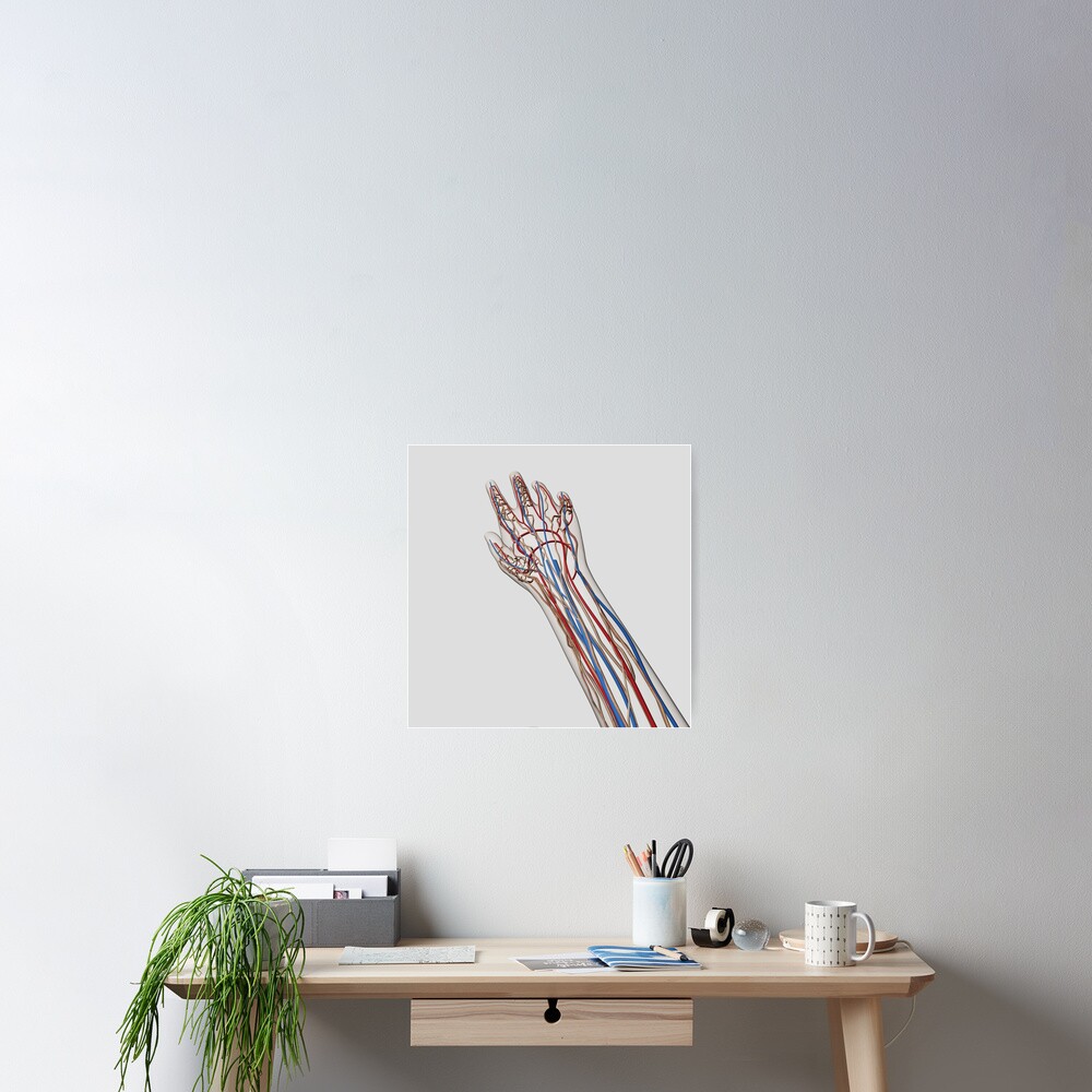 "Medical illustration of arteries, veins and lymphatic system in hand ...