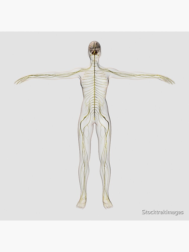 Nervous System Not Labeled Premium Photo | Musculocutaneous Nerve And