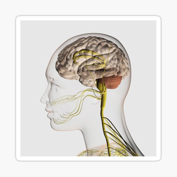 "Medical illustration of the human nervous system and brain." Sticker ...